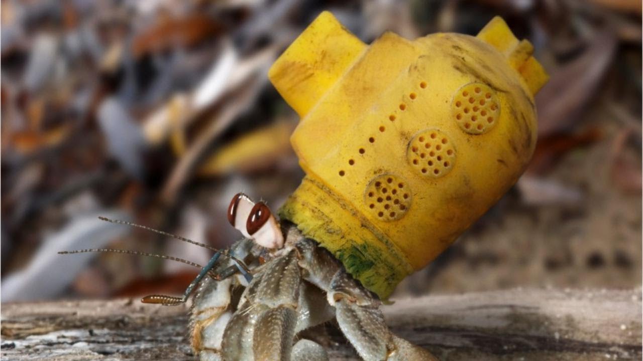 Più plastica che conchiglie: così i paguri sfruttano i rifiuti - YouTube