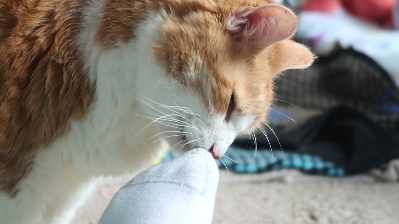 Pleased Meows - YouTube