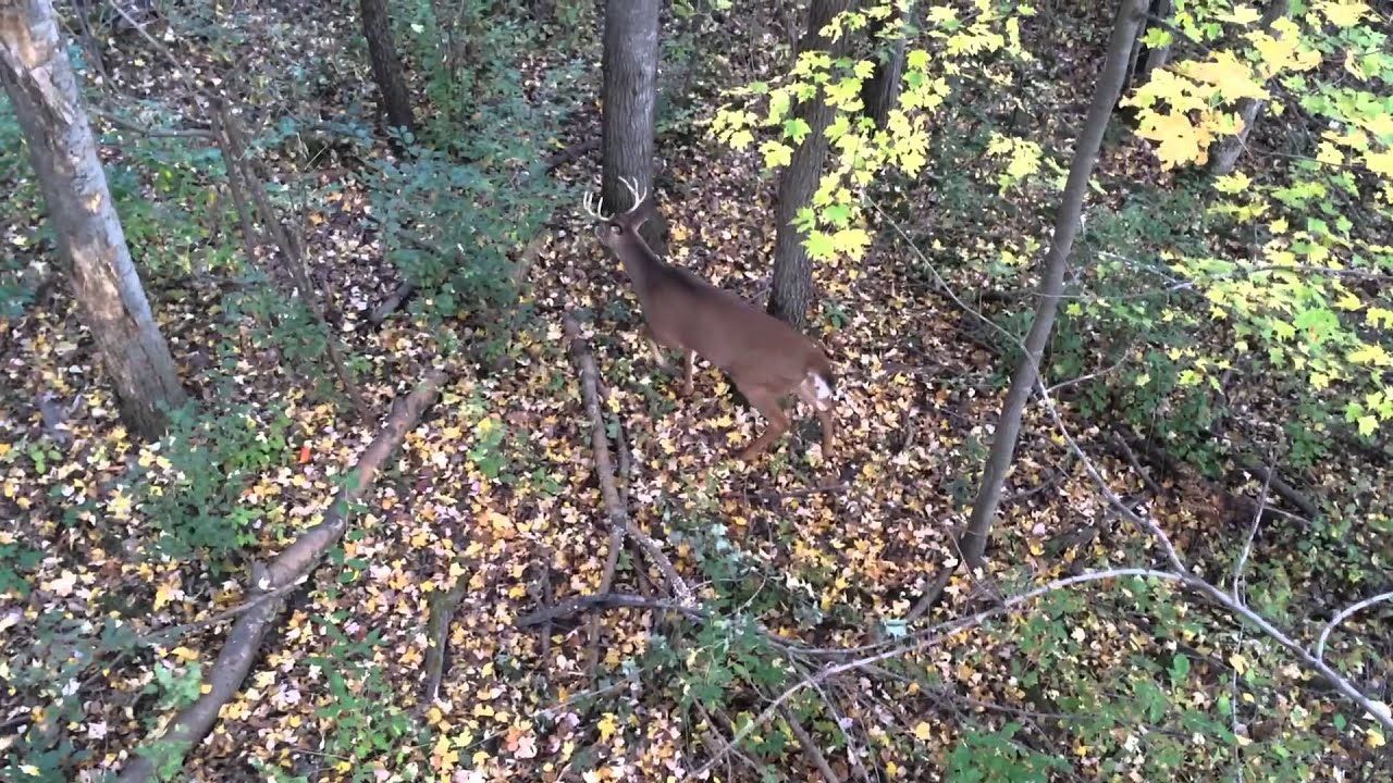 Small 8 pt Whitetail Buck in Wisconsin - YouTube