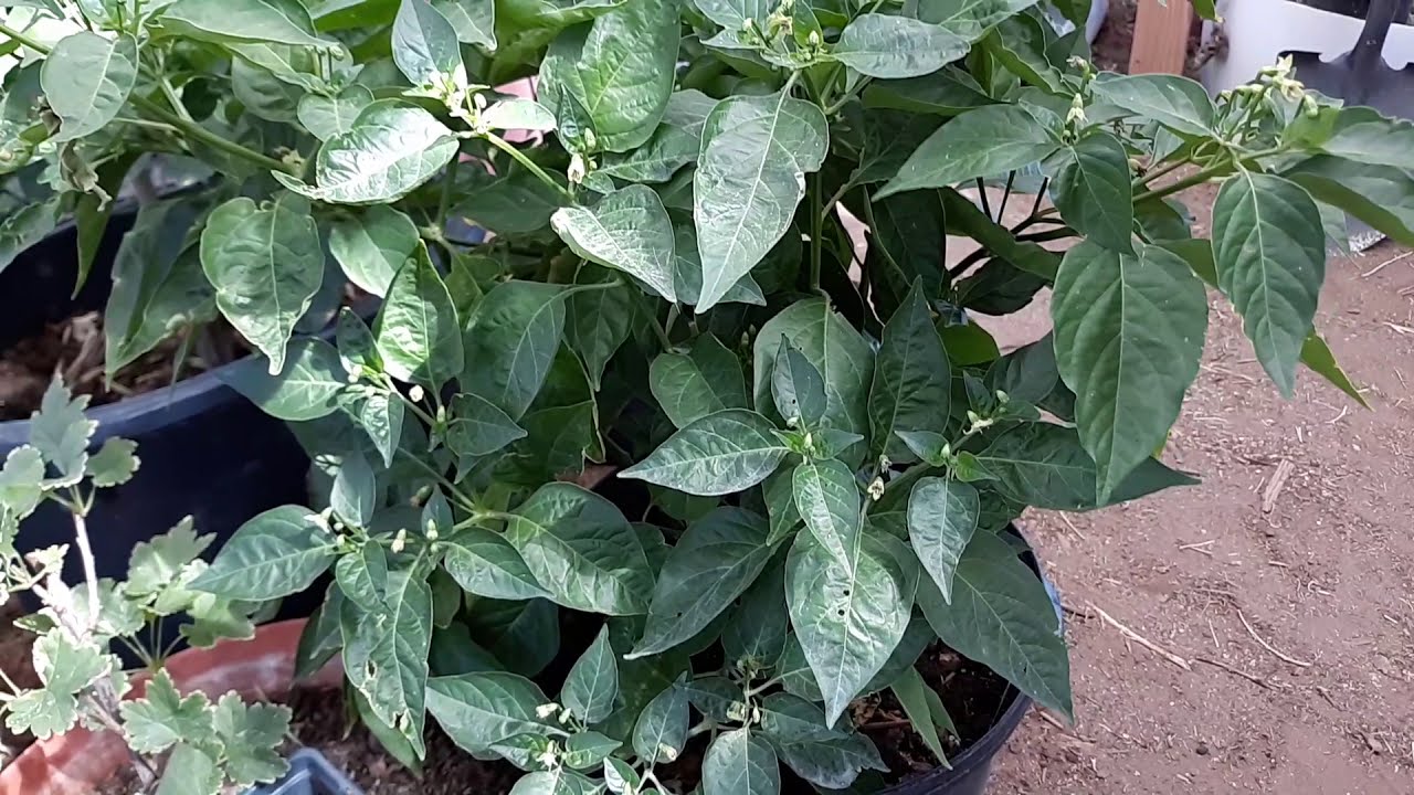 October 2020 Update for Off Grid Desert Farming Greenhouse - YouTube