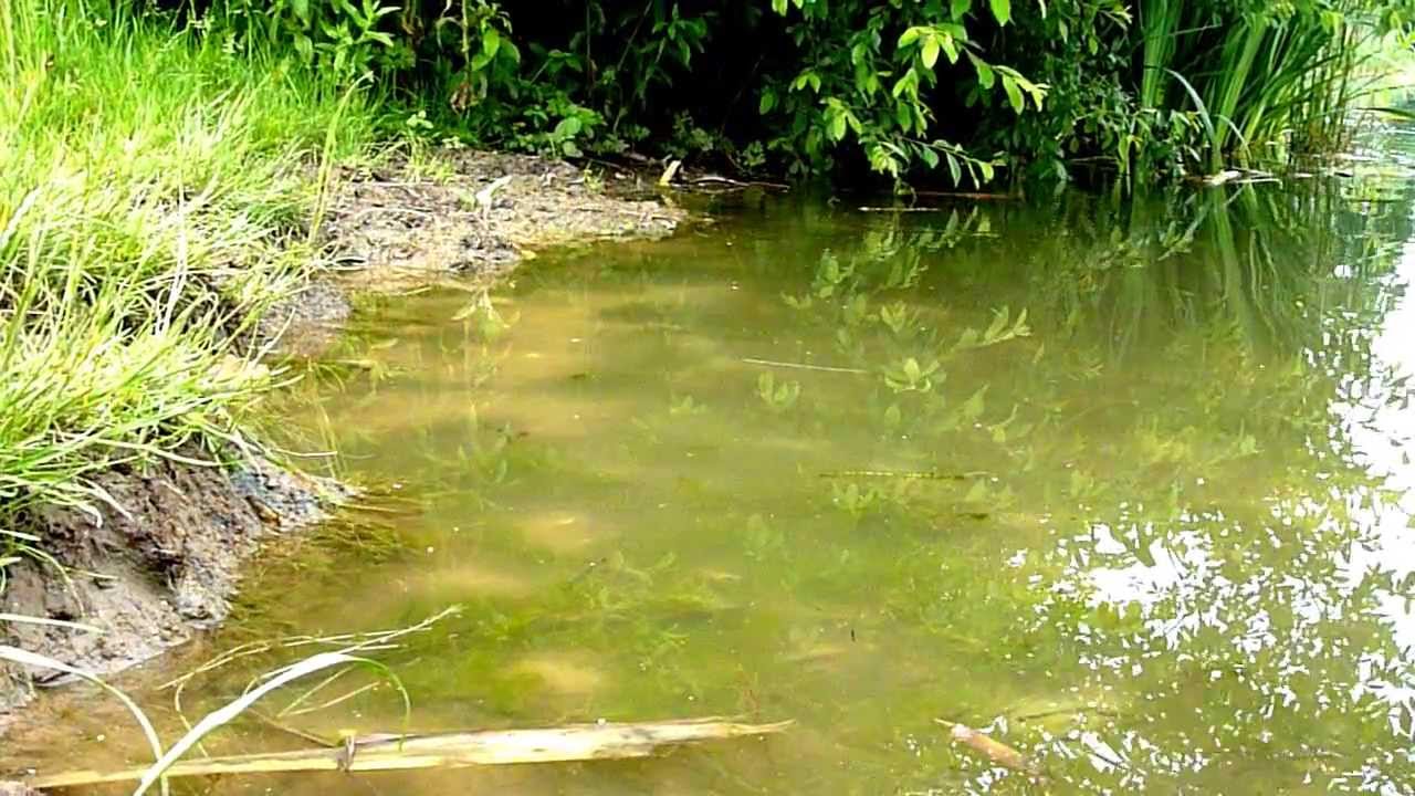 Tiny Mino Fish Sholes Scuttle Splash at Lake edge - Cool & Funny - YouTube