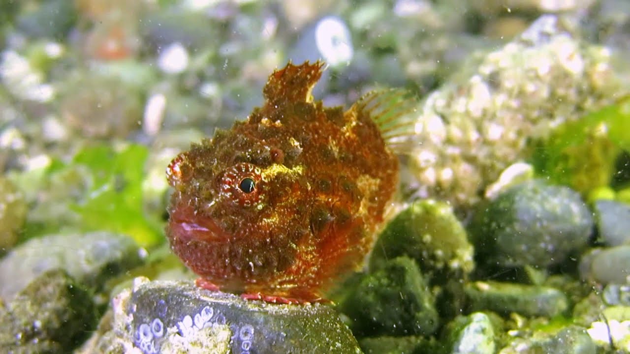 Pacific Spiny Lumpsucker Revisited - YouTube