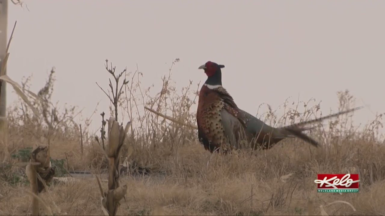 Pheasant hunting season passes halfway point - YouTube