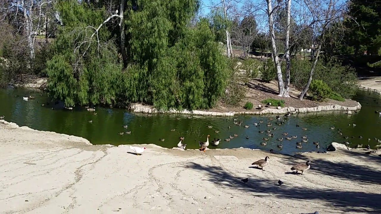 Duck Pond in Simi Valley, canadian geese, birds, beautiful park. - YouTube