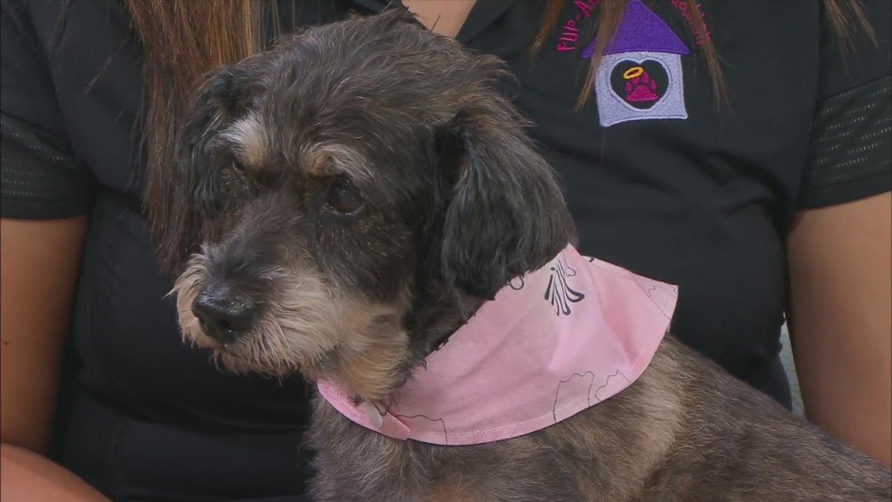 Fur-Angel Foundation helps to find Furever homes - YouTube