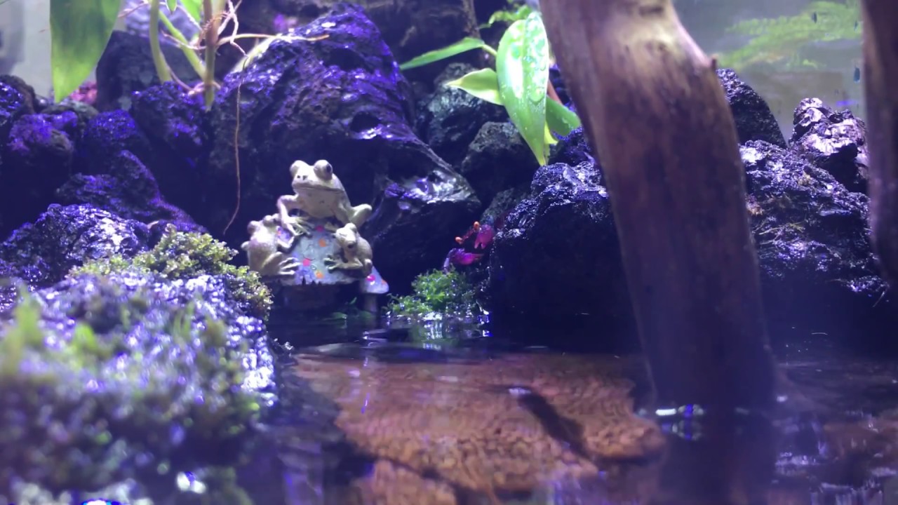 Geosesarma sp. Vampire Crab - YouTube