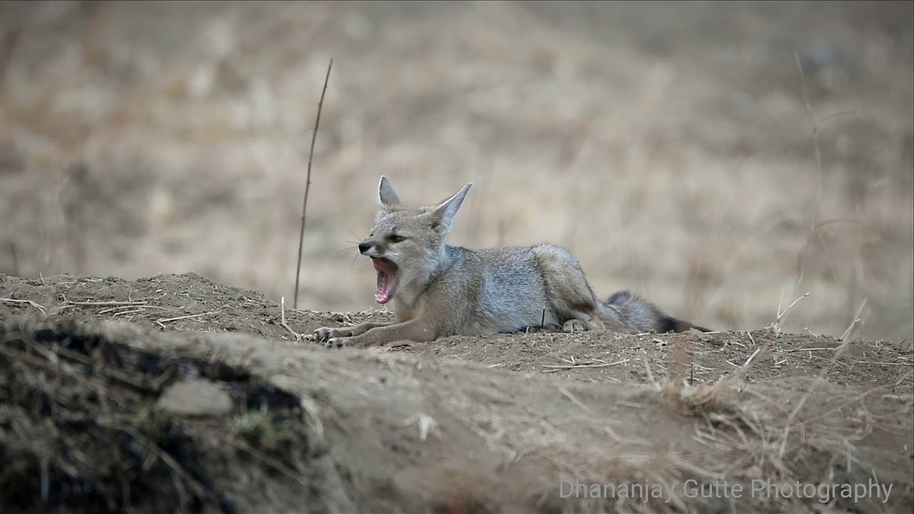 Indian Fox (खोकड) habitat in Ambajogai Taluka Dist. Beed MH by ...