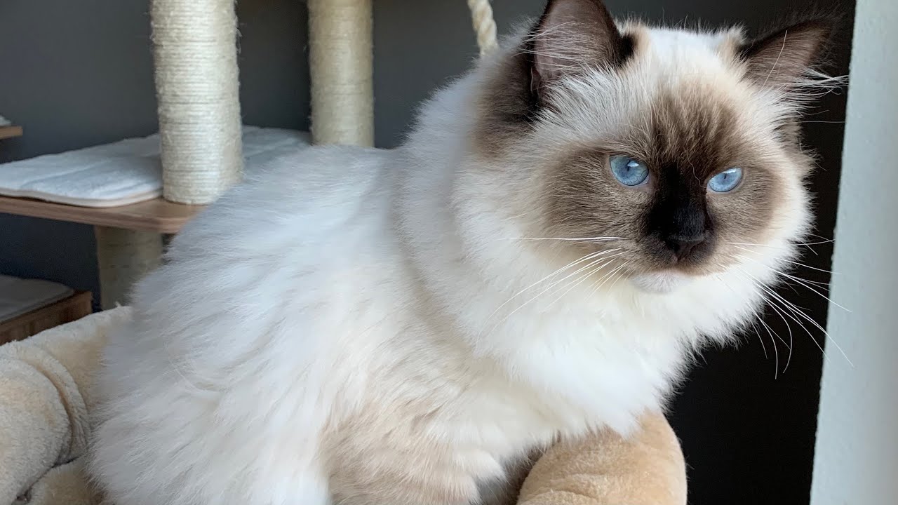 Get to know Nymeria from Pearl's Ragdolls - YouTube