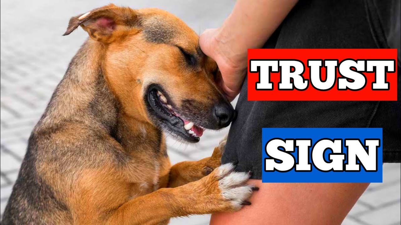 Signs Your Dog Trusts You | 5 Behaviors Every Dog Owner Should Know ...