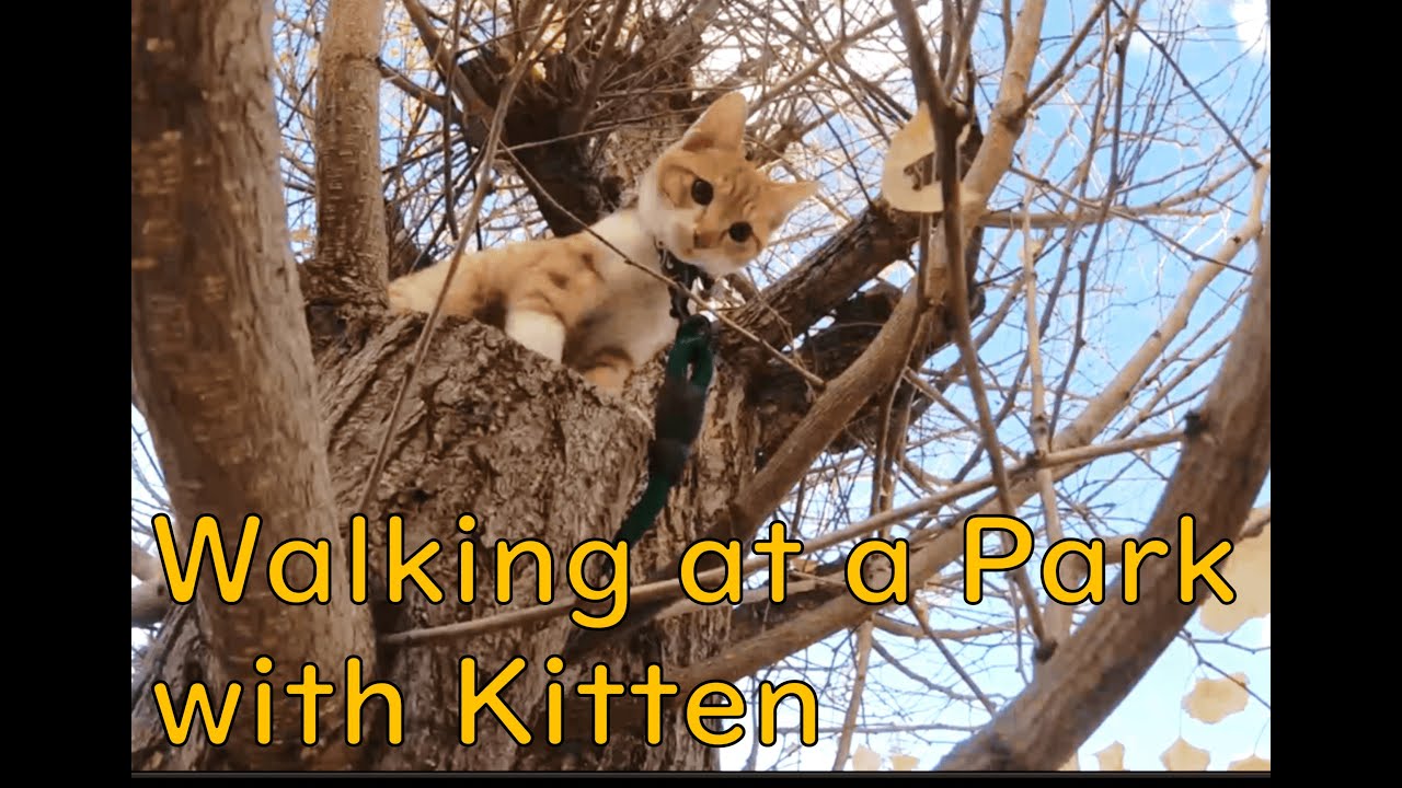 Walking with Kitten at a Park - YouTube