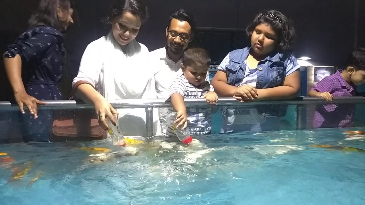 Radiant fish world - YouTube