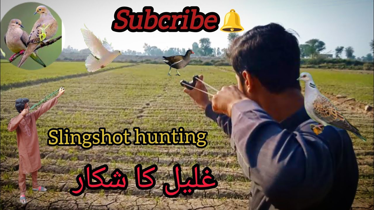 Dove Hunting With Slingshot Hunting In Pakistan With Slingshotغلیل کا ...