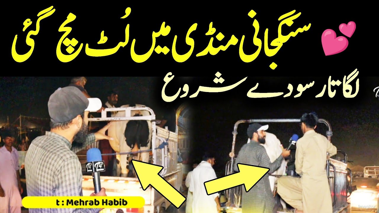 Sangjani Cow Mandi sale start - bakra Mandi recent 2023 - qurbani 2023 ...