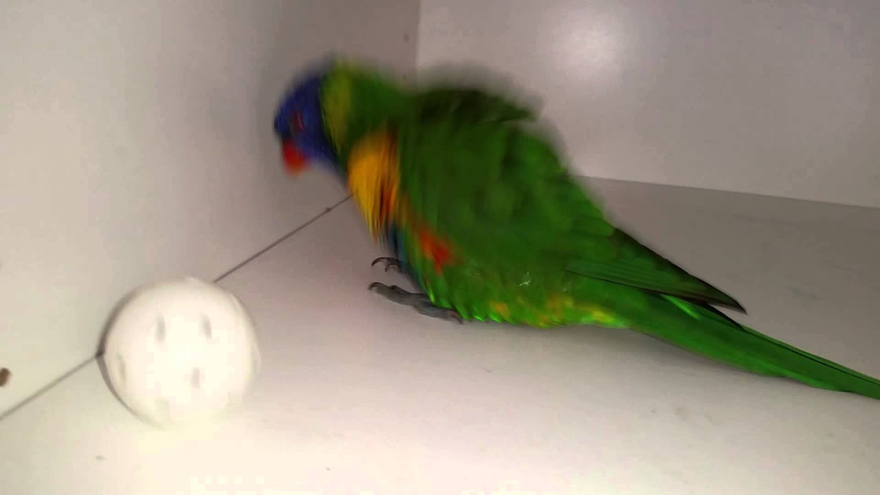 Parrot Hilariously Dribbles Ping Pong Ball! BOING! - YouTube