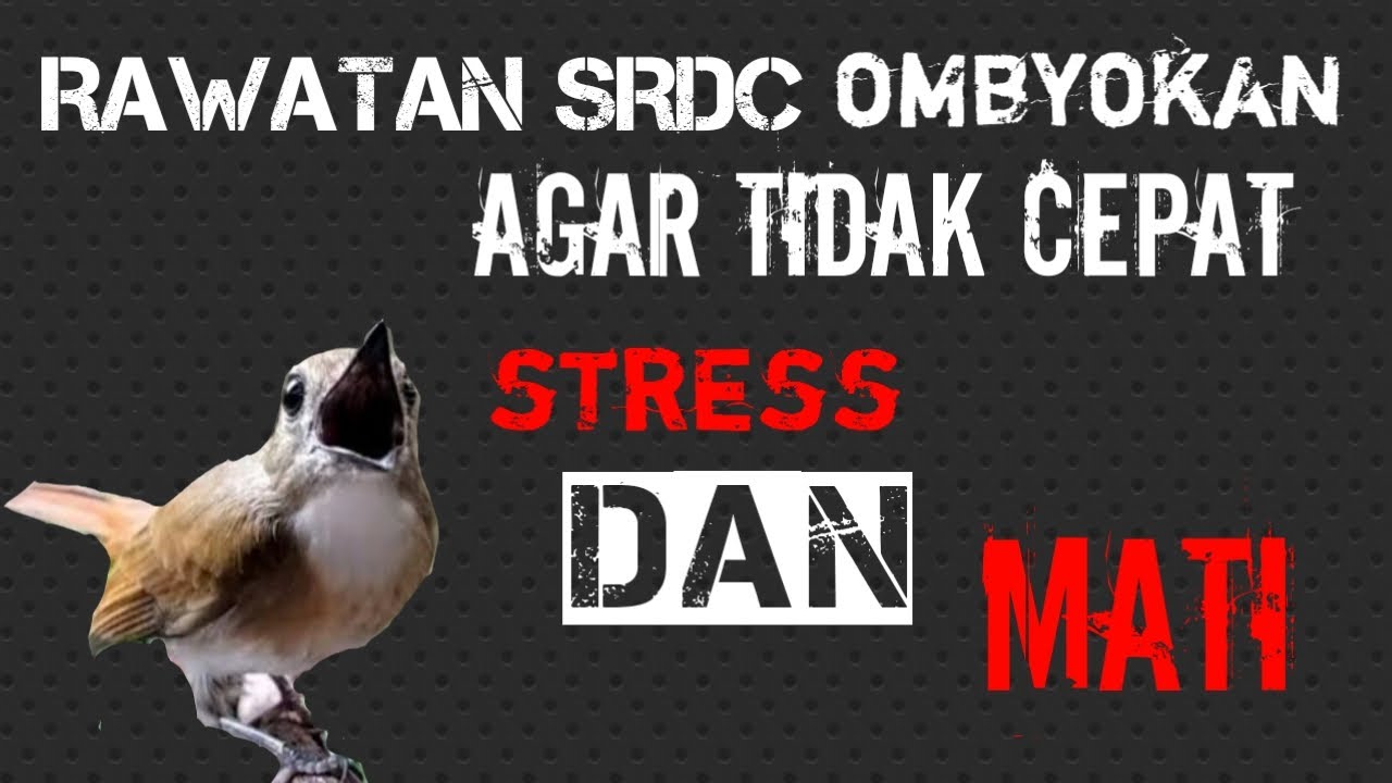 Rawatan SRDC ombyokan agar tidak cepat stress dan mati - YouTube