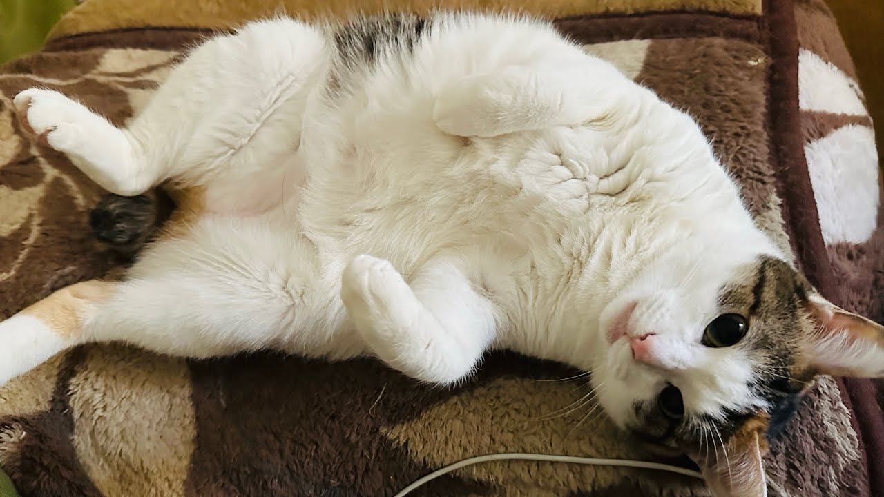 Cat talk with Haruka! #cat #catlover #cats #calico #neko #japan #tokyo ...