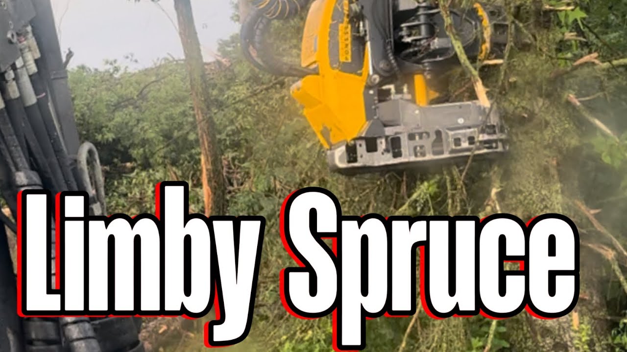 Big Limby Spruce | Ponsse H8 - YouTube