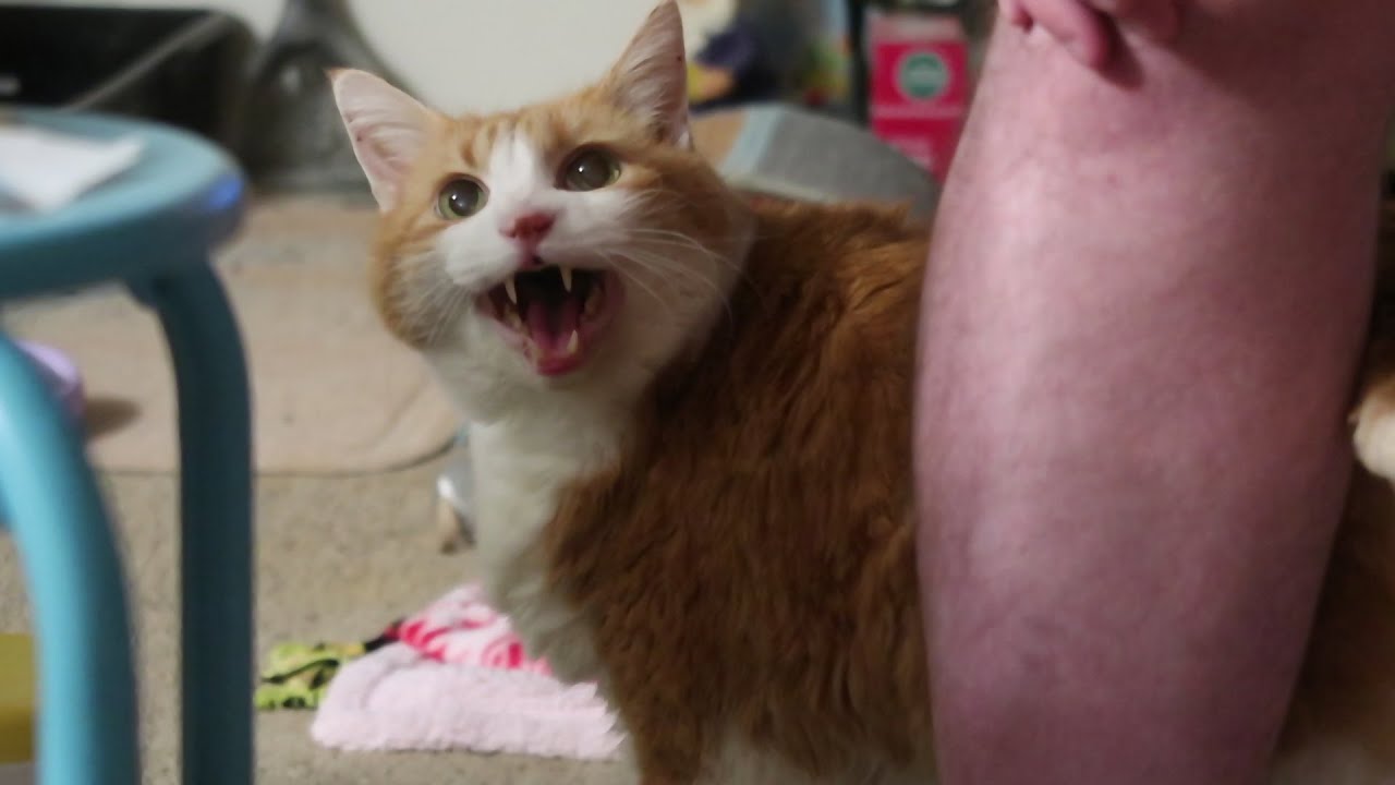 Mreow Meows - YouTube