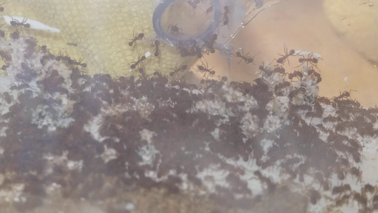 Trachymyrmex fungus garden - YouTube