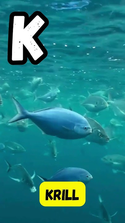 ABC Ocean Animals Song for Kids | Sea Creatures from A to Z | Phonics ...