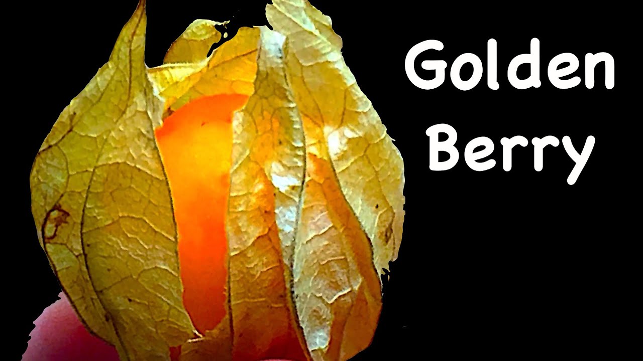 How to eat Golden berry | Husk cherry | Inca berry | Poha berry | Cape ...