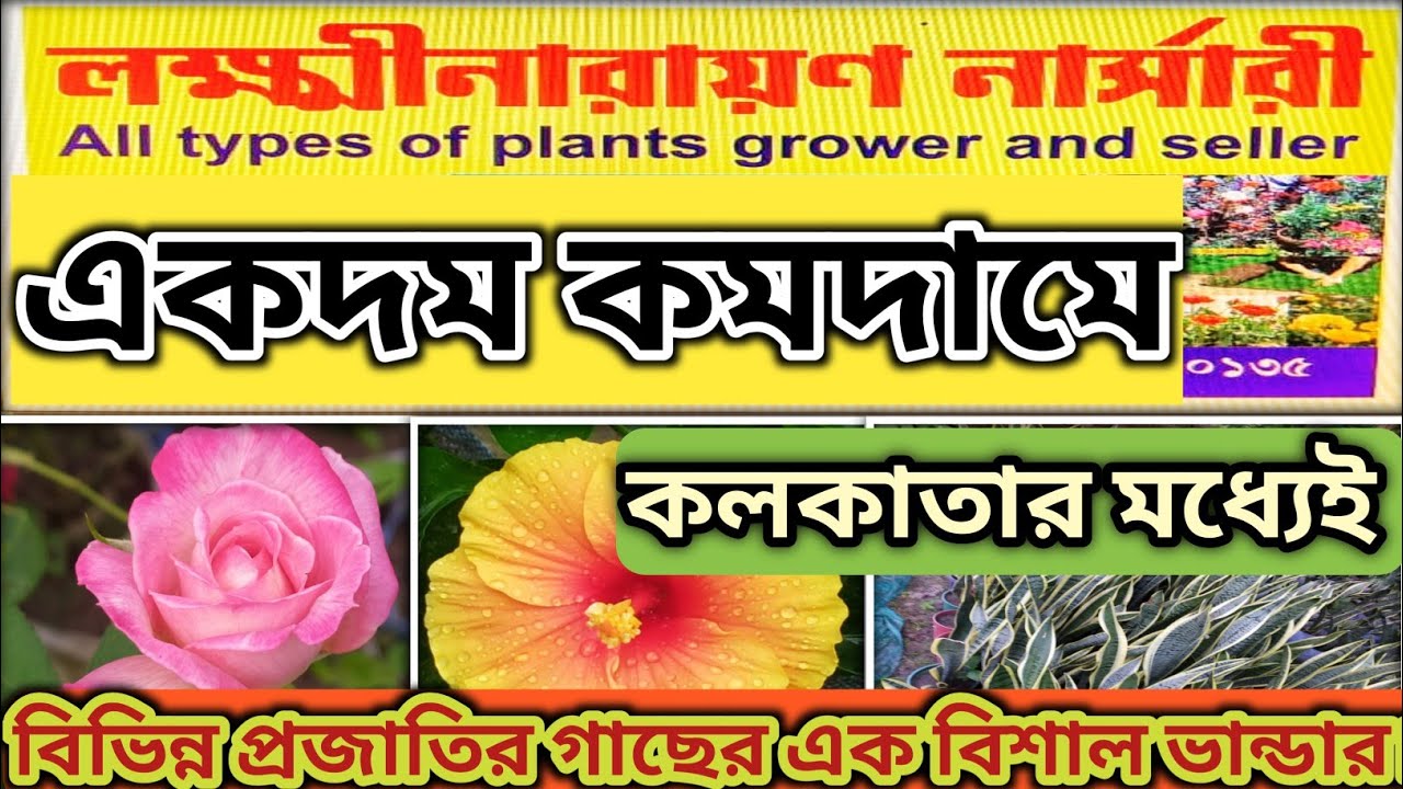 LaxmiNarayan Nursery, Shikharpur. Nursery for Plants, Succulents ...