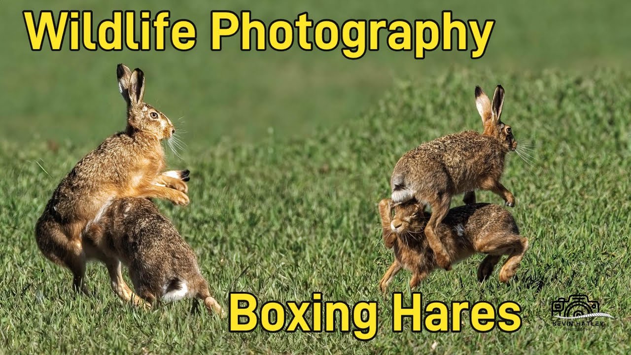 Wildlife Photography Boxing Hares - YouTube