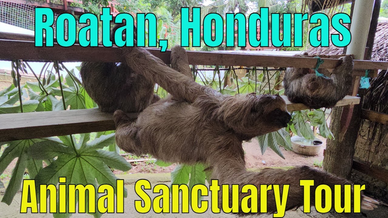 Roatan Animal Sanctuary Tour January 2024 - YouTube