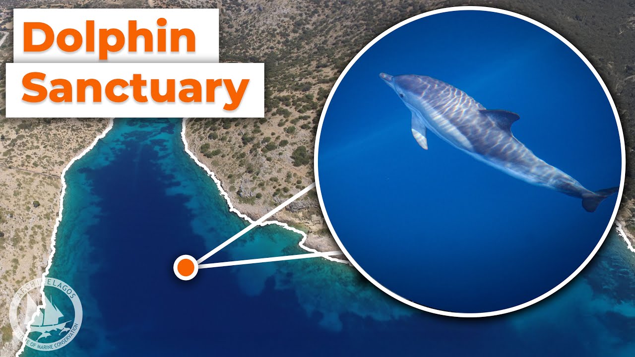 Short Documentary Film about the Aegean Marine Life Sanctuary (AMLS ...