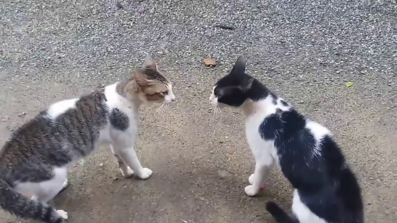 Gatos miando - YouTube