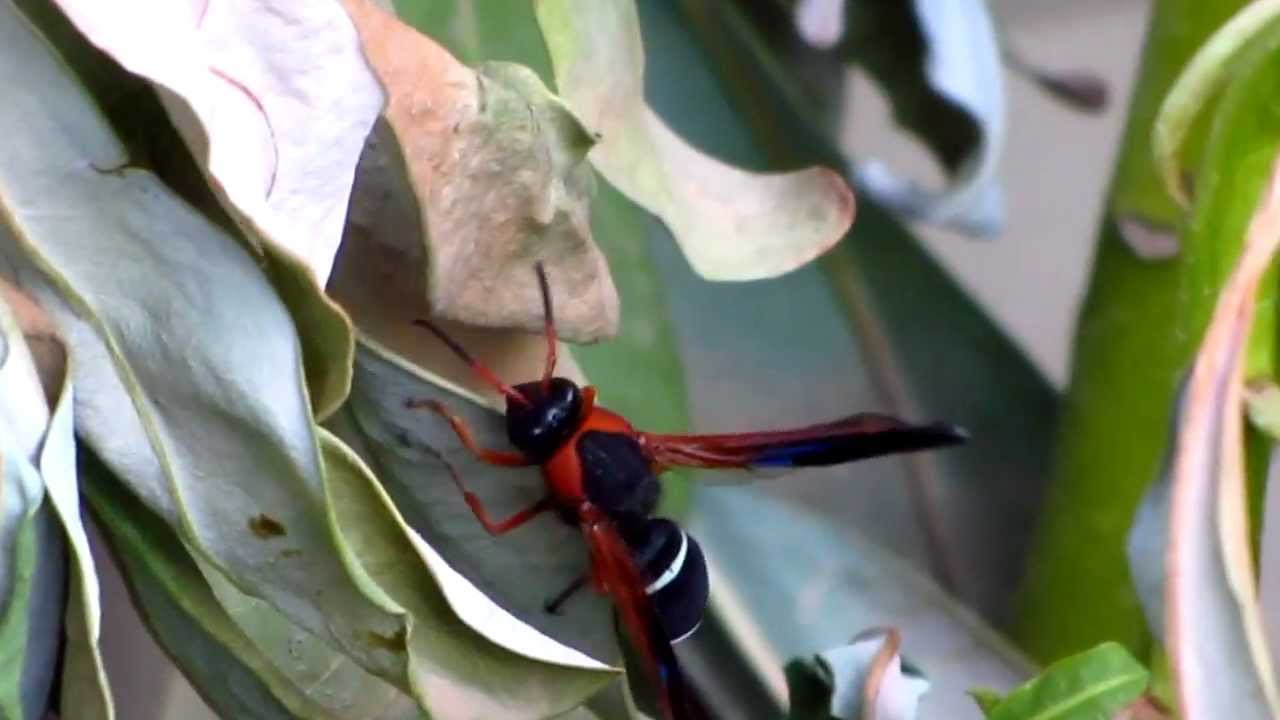 Avispa Alfarera Azul y Roja, Hypodynerus chilensis.MOV - YouTube