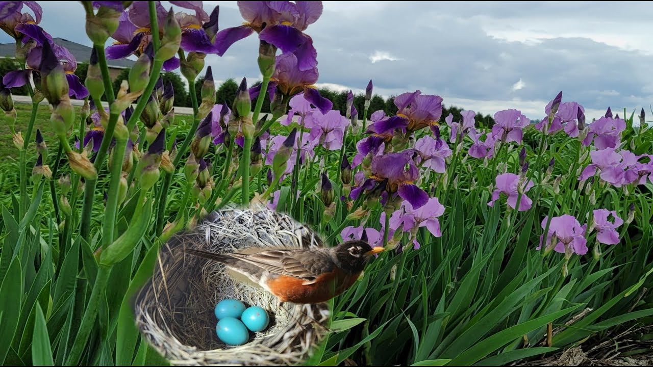 Iris Flower/ Perennial Spring Flowers 2021/Robin bird Nest - YouTube