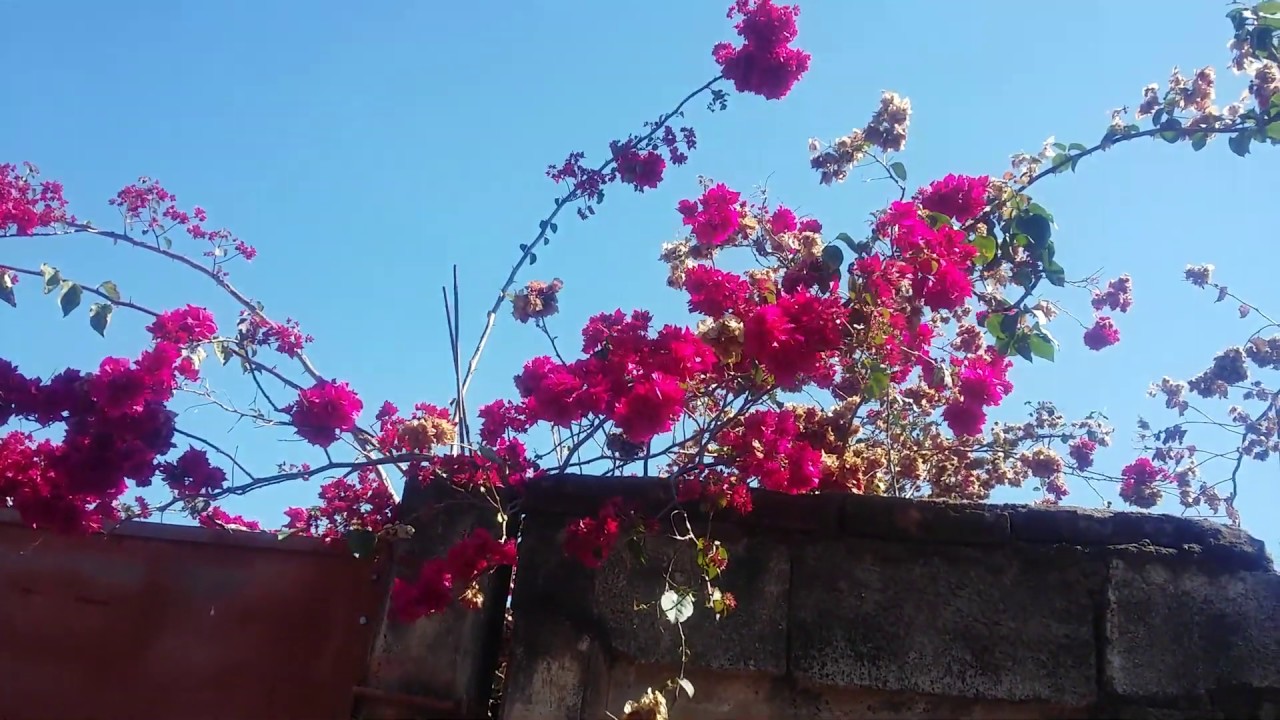 👣 Pé de 💕PRIMAVERA💕 de frente de casa-por Pé Direito. 👣👀 - YouTube