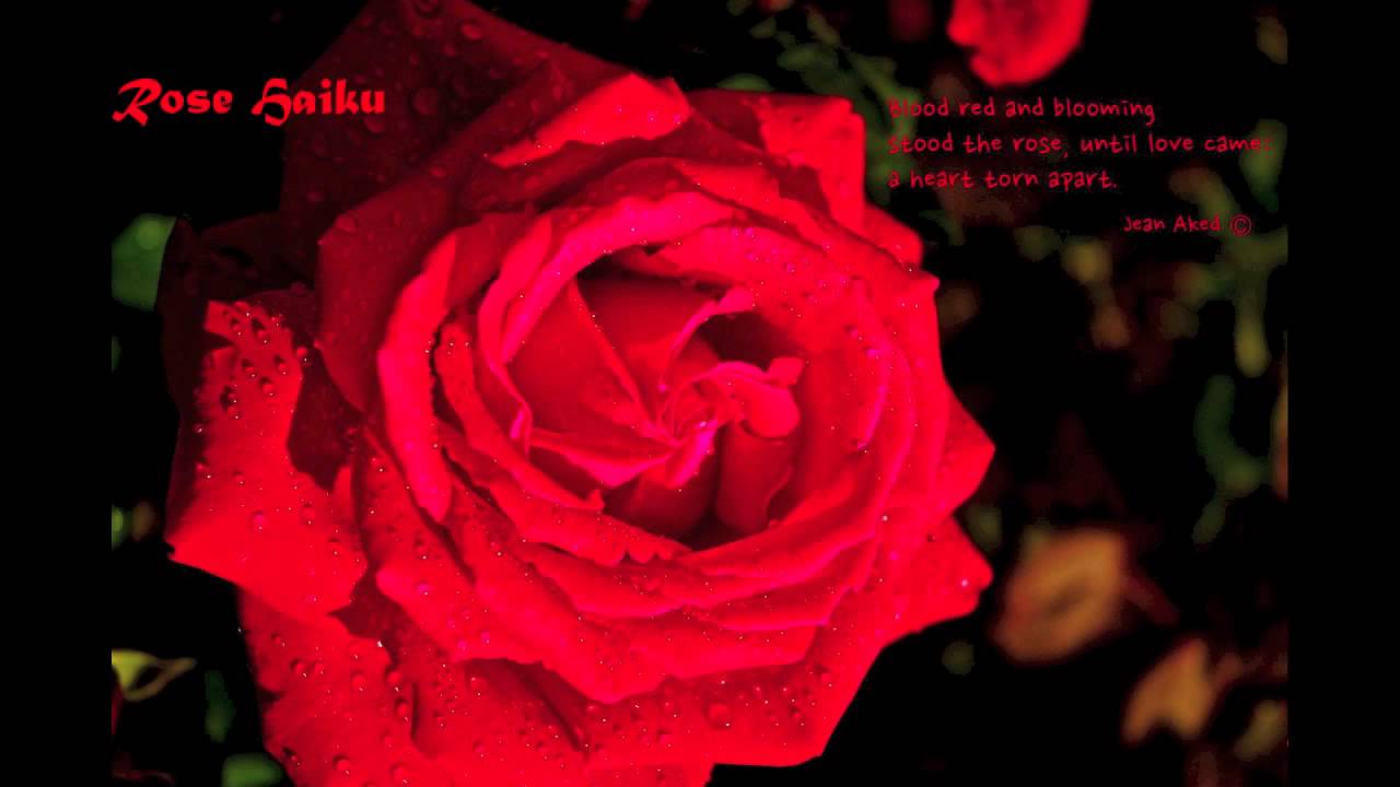 Rose Haiku poetry by Jean Aked - YouTube