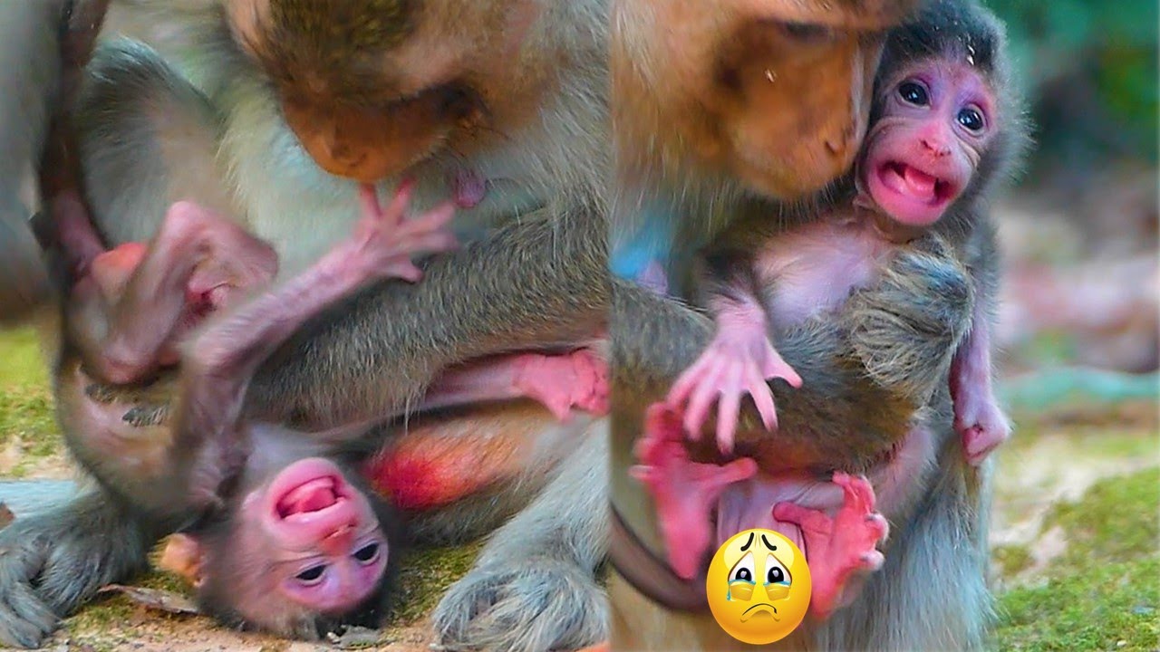 Young mothers don't know how to take care of babies (Real Monkey World) - YouTube