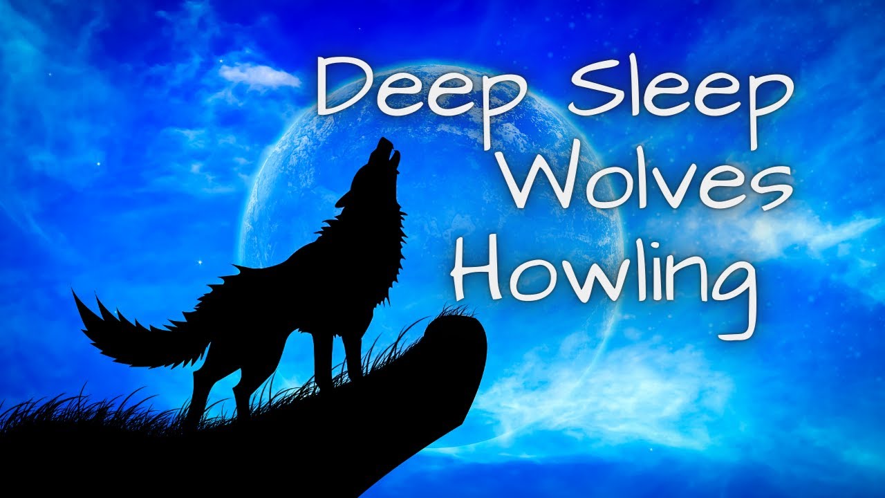 Wolves Chasing the Moon, Deep Sleep Wolves Howling At The Moon, Wolves ...
