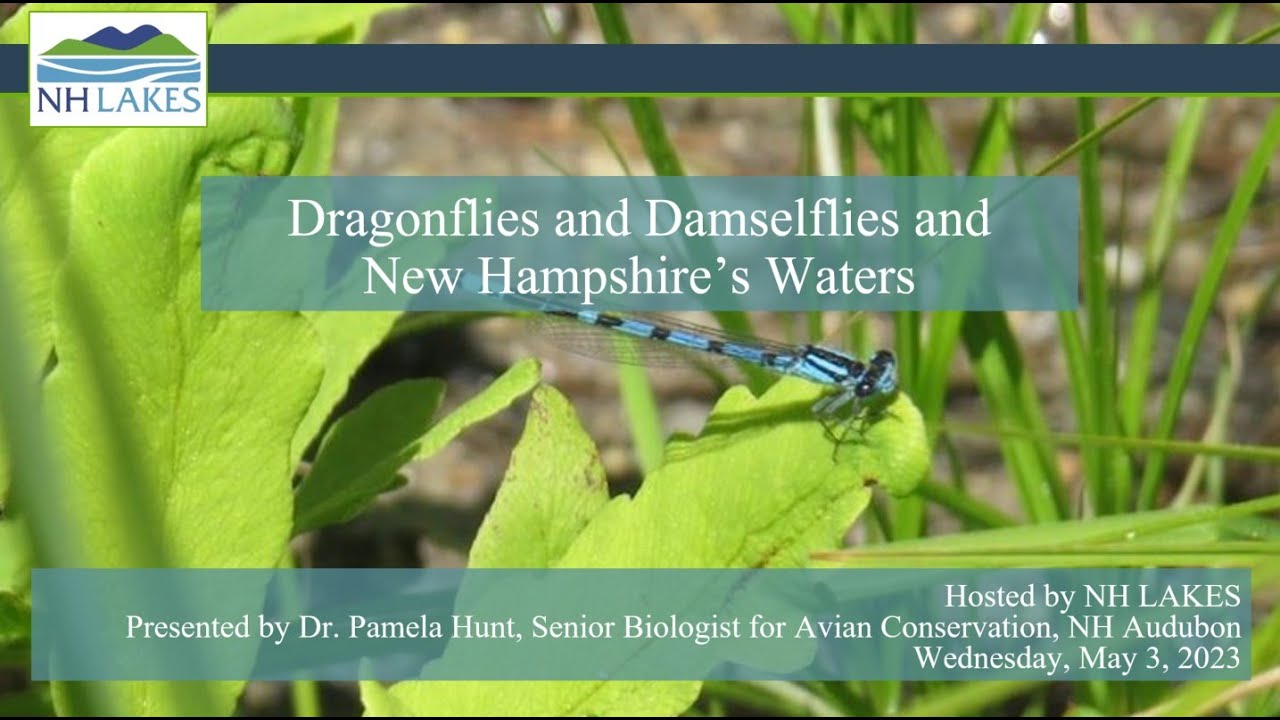 Dragonflies and Damselflies and New Hampshire’s Waters - YouTube