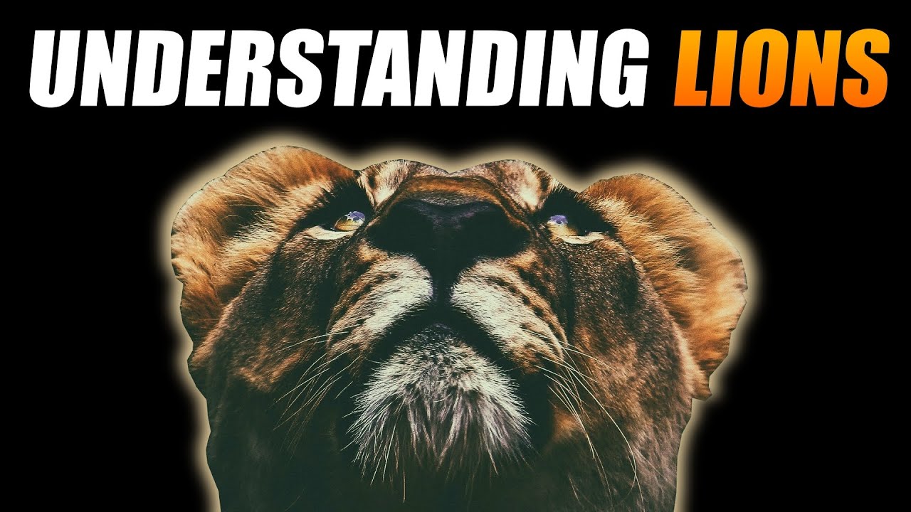 How Does The Lion Communicate? - Language Of The King Of The Jungle ...