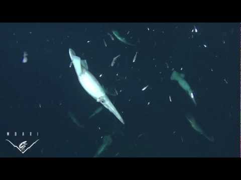 Dosidicus gigas feeding - YouTube