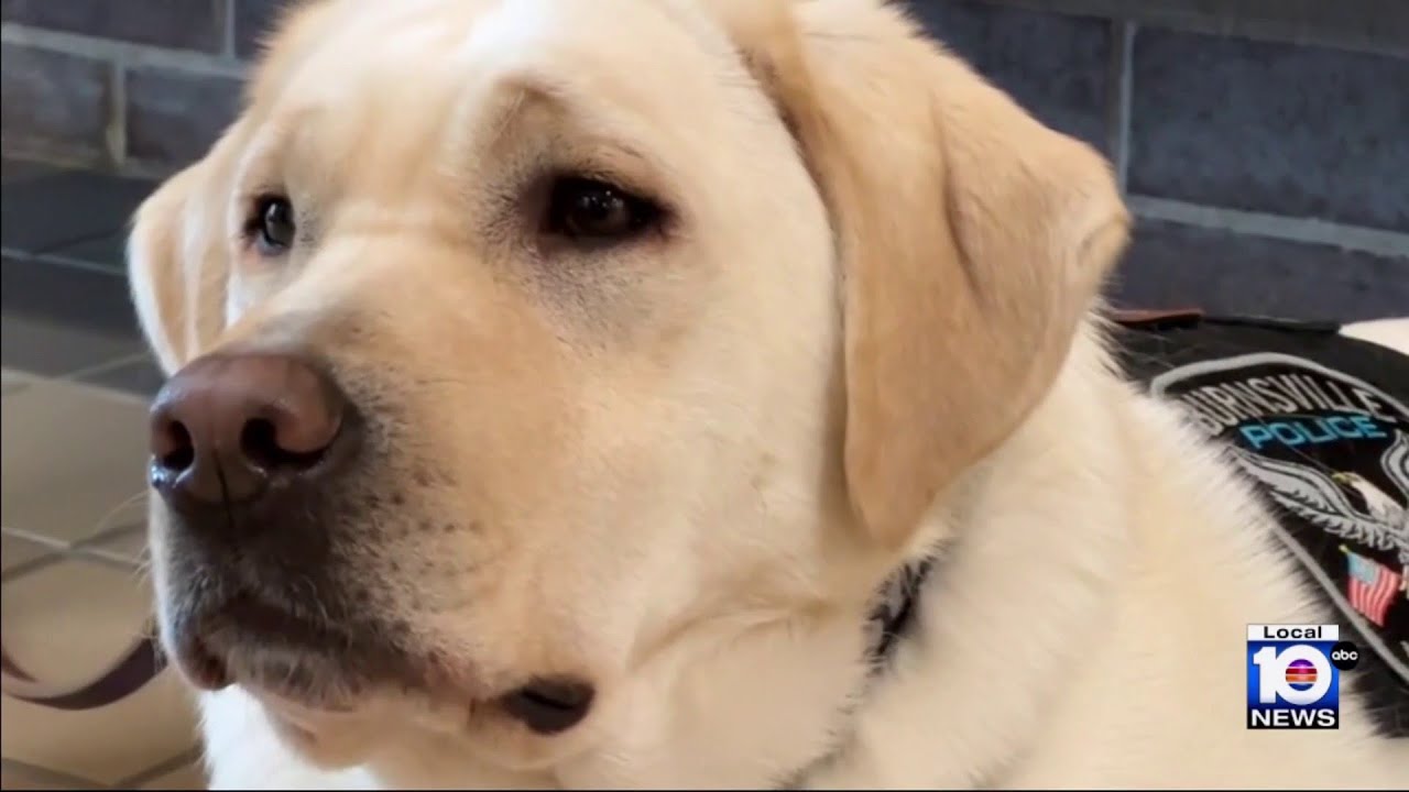 Police dog specially trained to detect stress hormone in people - YouTube