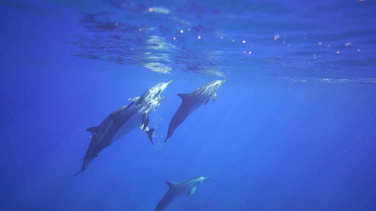 9 Hours of Stunning Underwater Ocean Life with Relaxing, Soothing Music ...