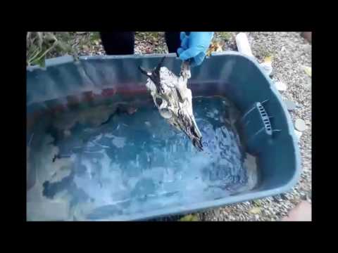 How to Hydro-Dip a Deer Skull - YouTube