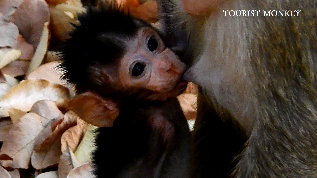 Very very adorable newborn monkey, Super black newborn monkey, Black ...