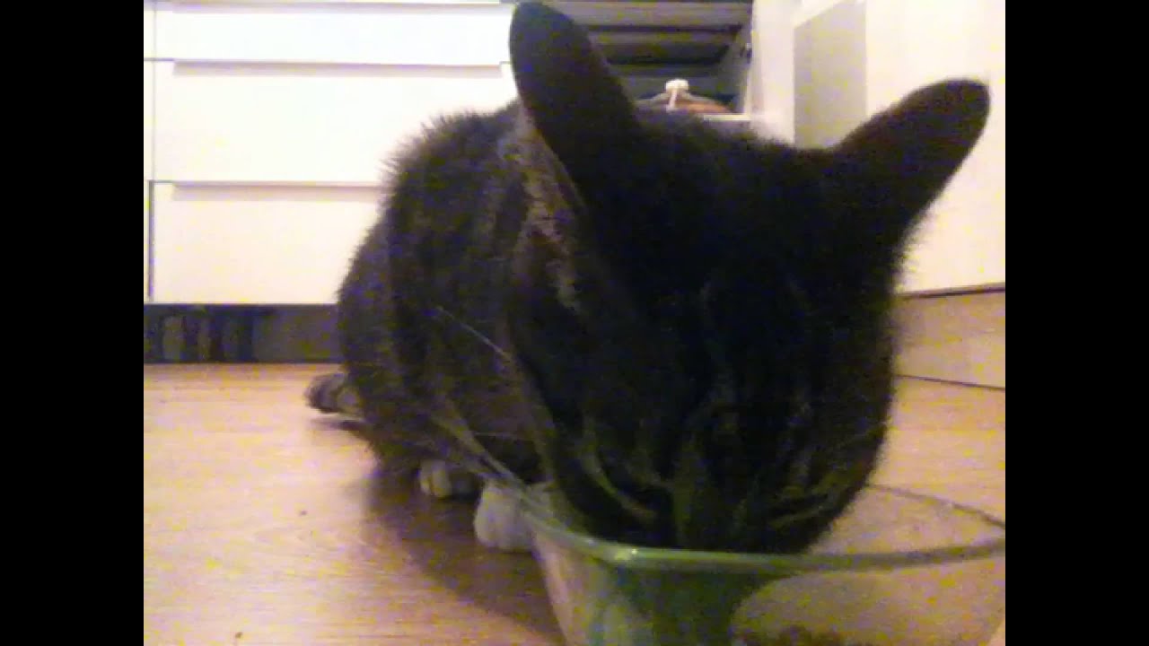 the sounds of a cat eating, a greedy cat is hungry, sweet cat makes a ...