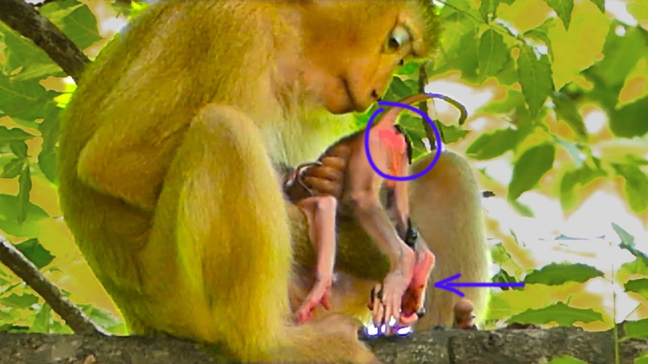 Oops! First newly young monkey not understand how to take care & hold her newborn baby - YouTube