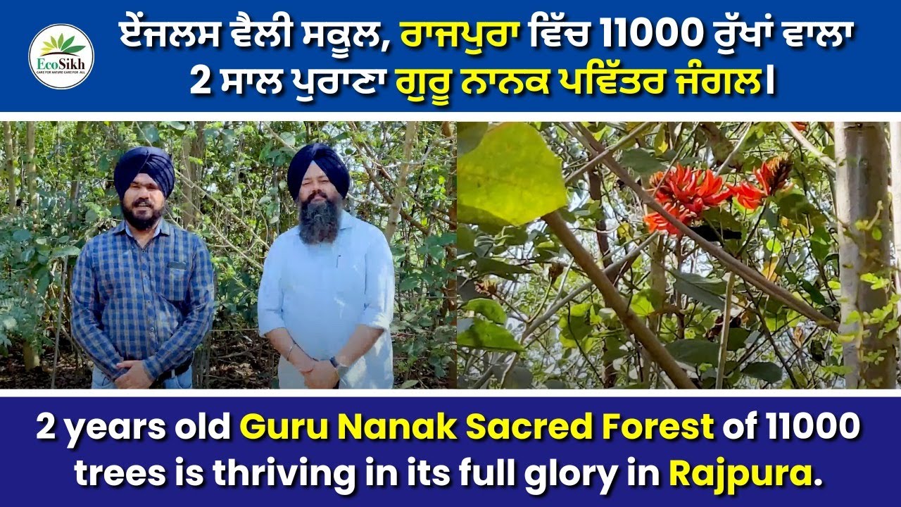 2 years old Guru Nanak Sacred Forest of 11000 trees is thriving in its ...