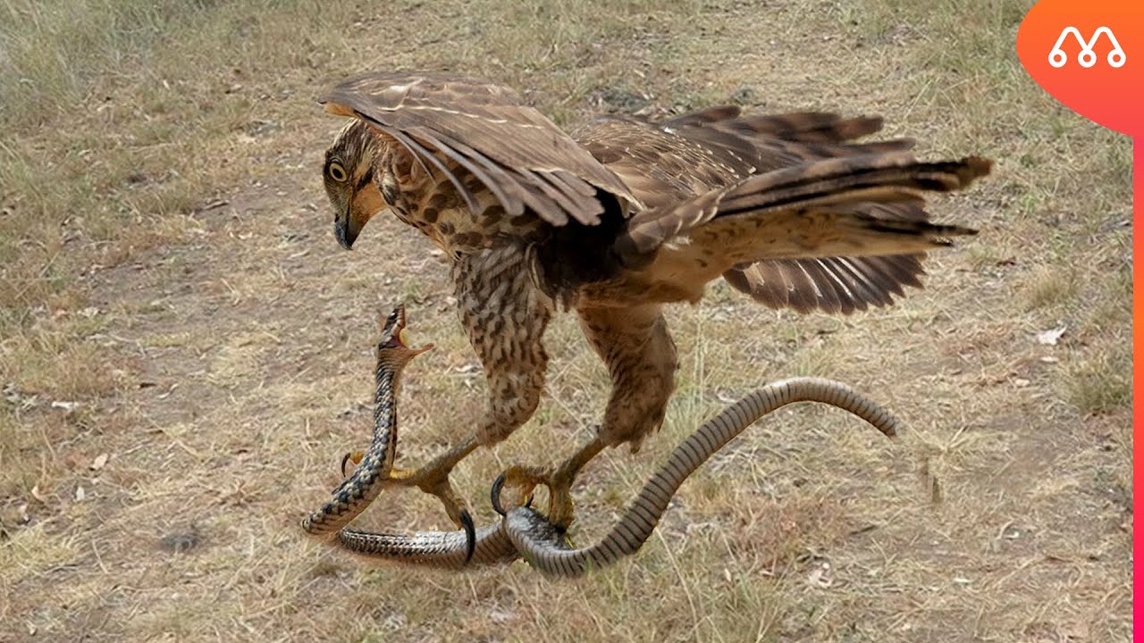 QUANDO A COBRA ENFRENTA A ÁGUIA - YouTube