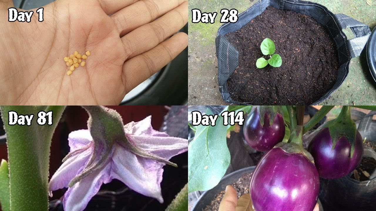 Cara menanan terong ungu bulat dari Benih🍆 || How to grow round purple ...