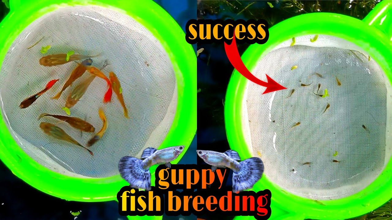 How to guppy fish breeding tank //How to breed guppy fish step by step ...