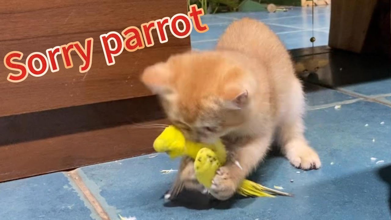 Parrot was eaten by the cat due to the owner's negligence#cat #kitten # ...